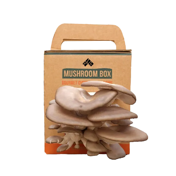 Custom Mushroom Boxes | Cardboard Mushroom Packaging